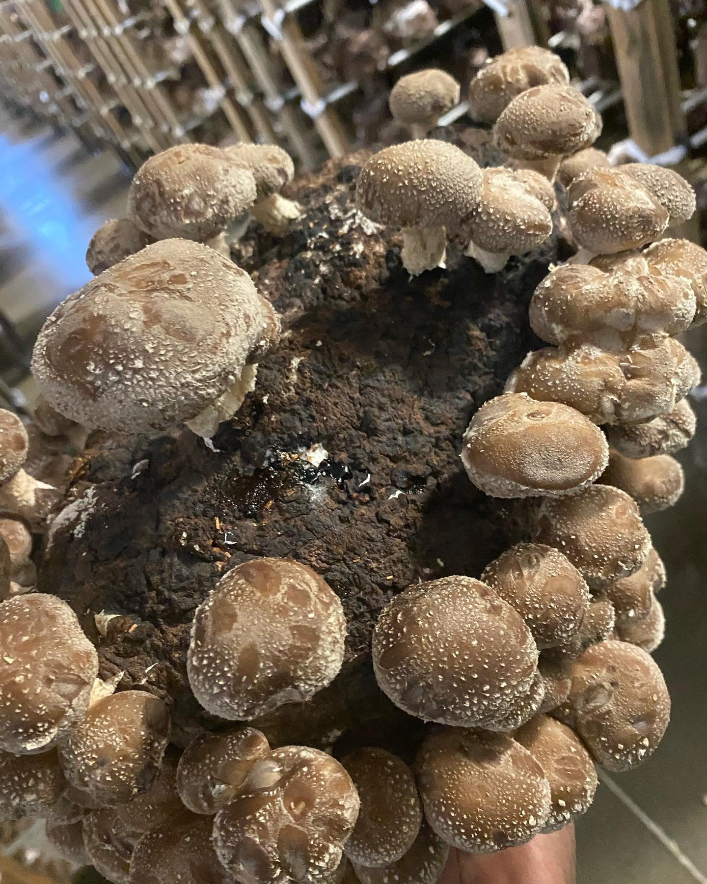 Shiitake Mushroom Price: A Guide to Understand